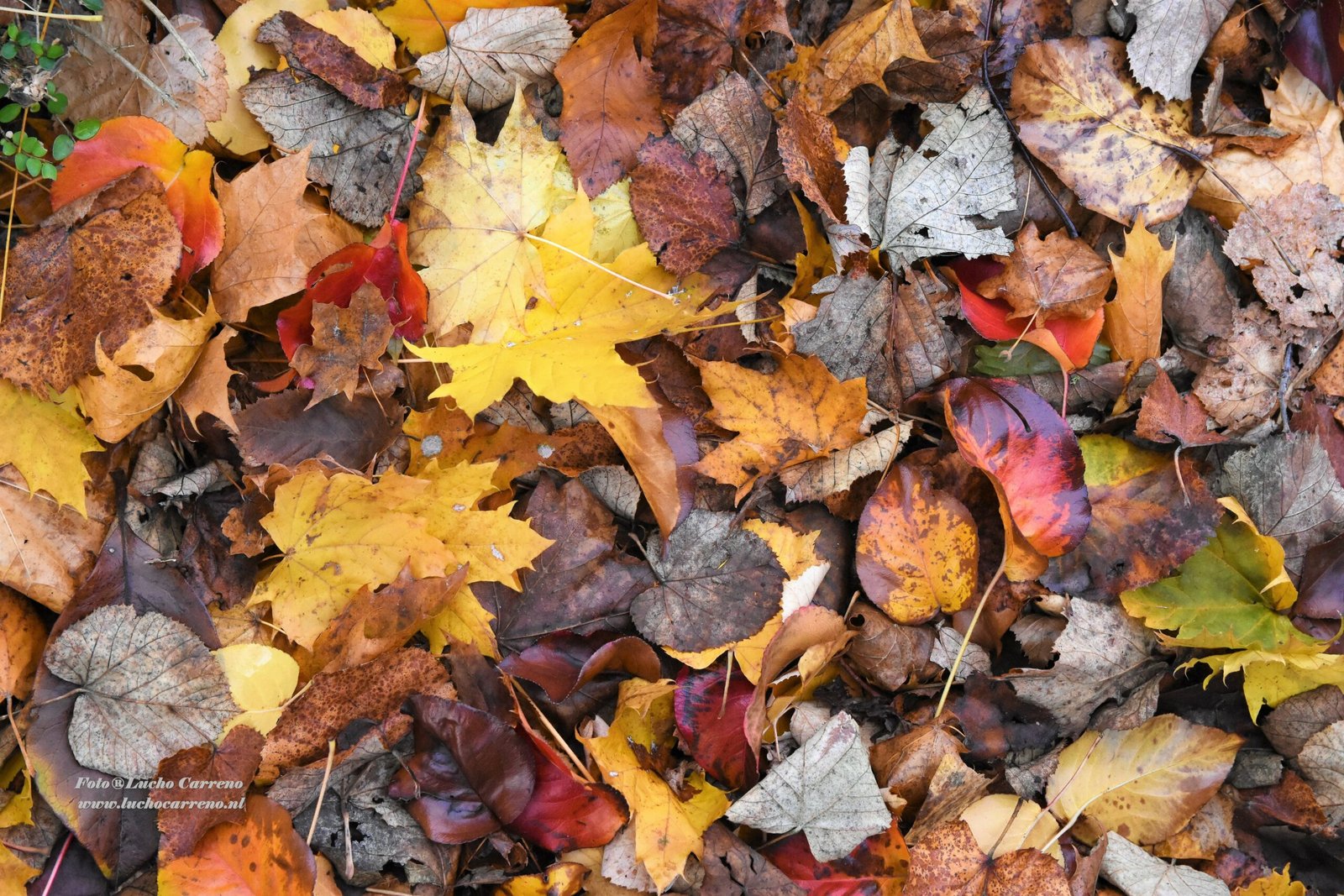 Blad op de grond herft – ParkstadActueel